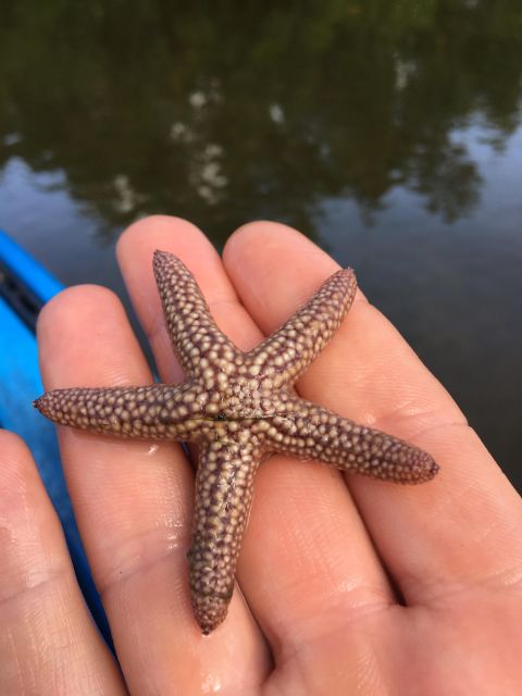 Marco Island: Mangrove Maze Kayak Tour (2hrs) - The Itinerary: What You Can Expect
