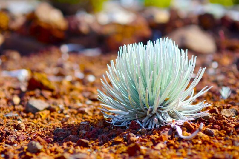 Maui: Haleakala Sunset and Stargazing Tour with Dinner - Authentic Traveler Experiences and Insights