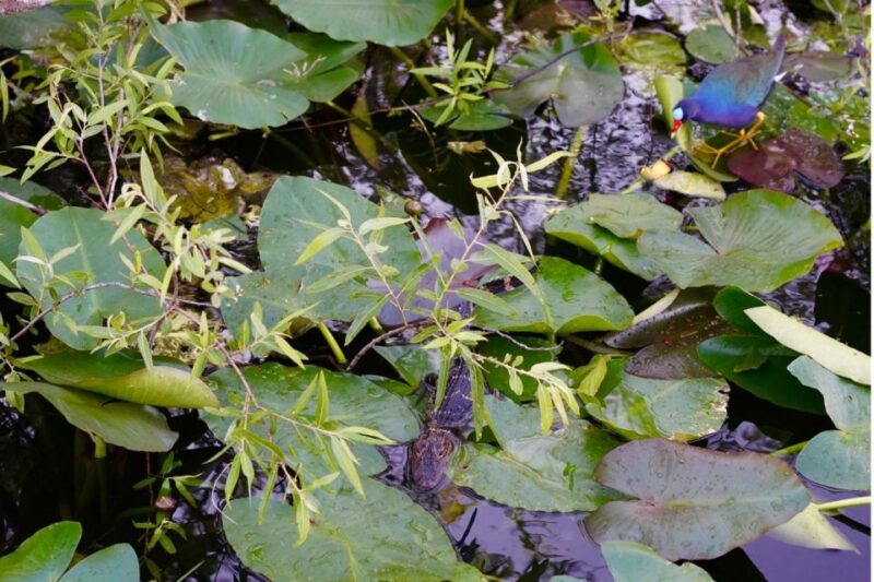 Miami: Everglades River of Grass Small Airboat Wildlife Tour - Who Will Love This Tour?
