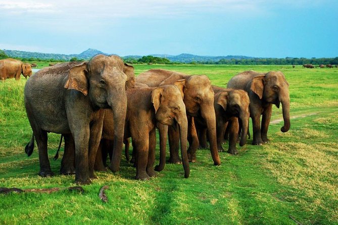 Minneriya Elephant Safari wth Sigiriya Lion Rock from Colombo - Who Will Enjoy This Tour?