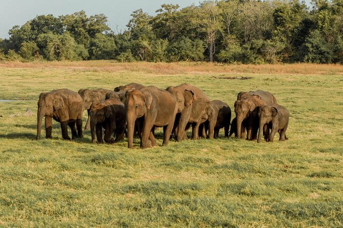 Minneriya National Park Private Safari - The Sum Up: Is It Worth It?