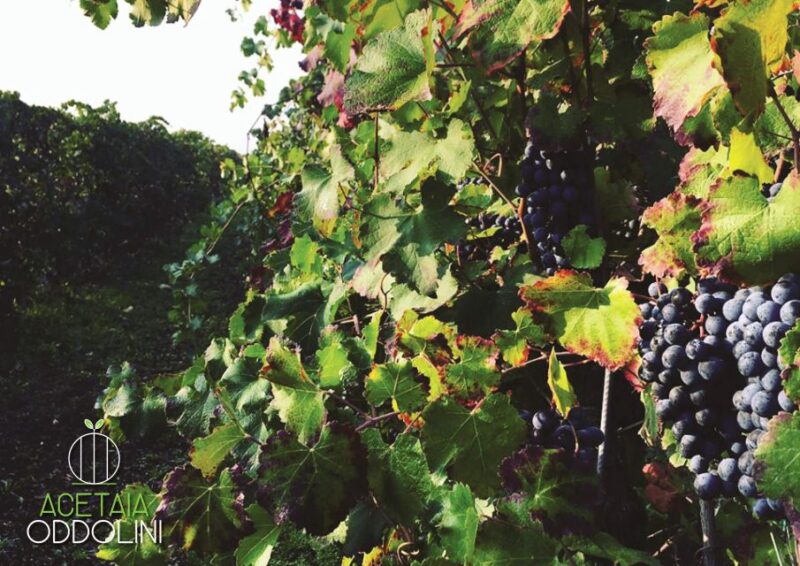 Modena: Bio Tour & Degustazione Gourmet Aceto Balsamico DOP - An In-Depth Look at the Tour Experience