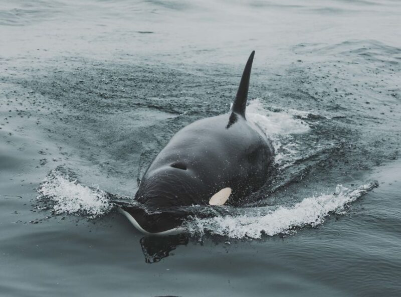 Monterey: Sunset Whale Watching Cruise with A Guide - The Value of the Experience