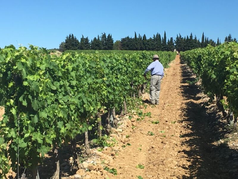 Montpellier Wine and Oyster Tour - The Tour Experience: A Deep Dive into What You’ll See and Do
