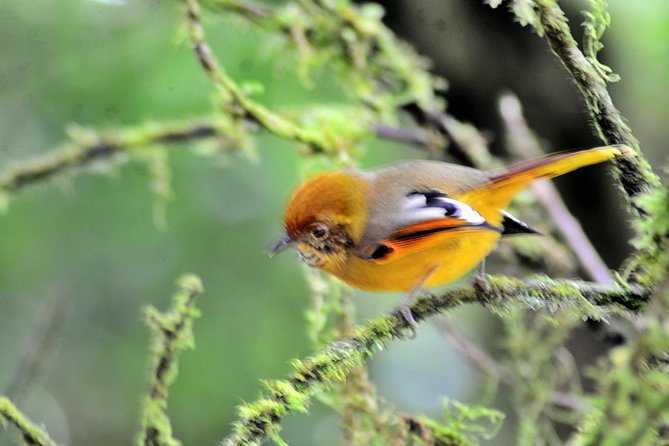 Mount Doi Inthanon Hiking & Bird Watching - Transportation and Logistics