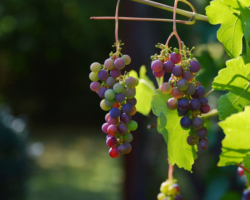 Mt Etna Private guided walking Tour with Wine Tasting - The Itinerary: A Step-by-Step Breakdown