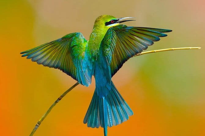 Muthurajawela Bird Watching Tour From Colombo & Negombo - Who Should Book This Tour?