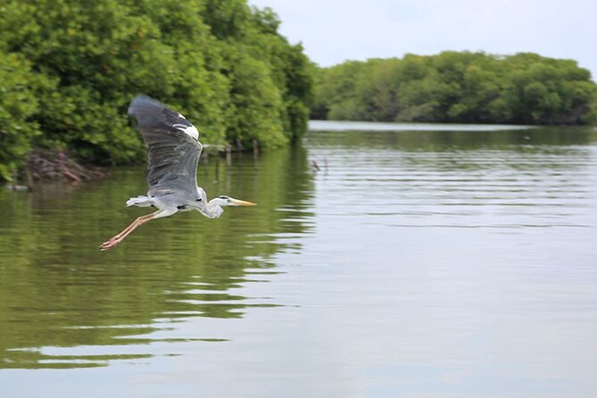 Muthurajawela Bird Watching Tour from Negombo / Colombo - Detailed Breakdown of the Itinerary
