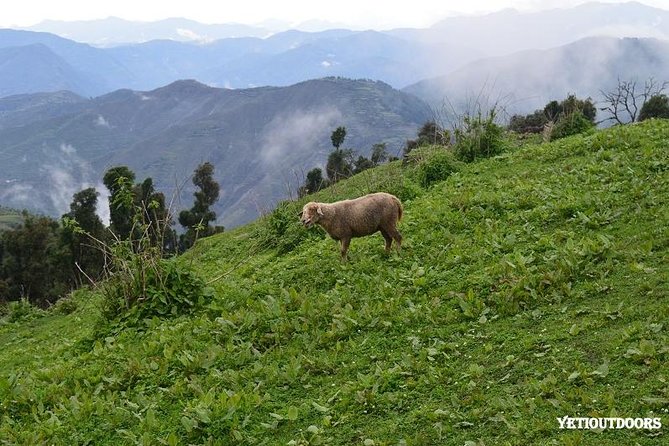 Naag Tibba Trek - Authentic Experiences: What Reviewers Love