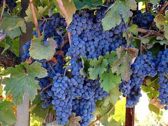 Napa: St. Francis Winery & Vineyards Wine Tour with Tasting - Who Is This Tour Best For?