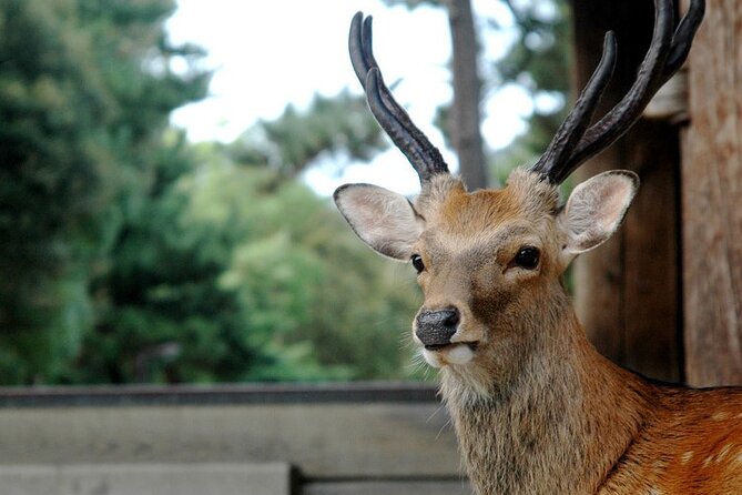 Nara Highlight Private Walking Tour with Licensed Guide - The Sum Up