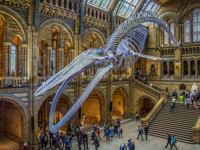 Natural Museum: Butterflies, Gems, Dinosaurs Explored - The Geological and Volcanic Exhibits