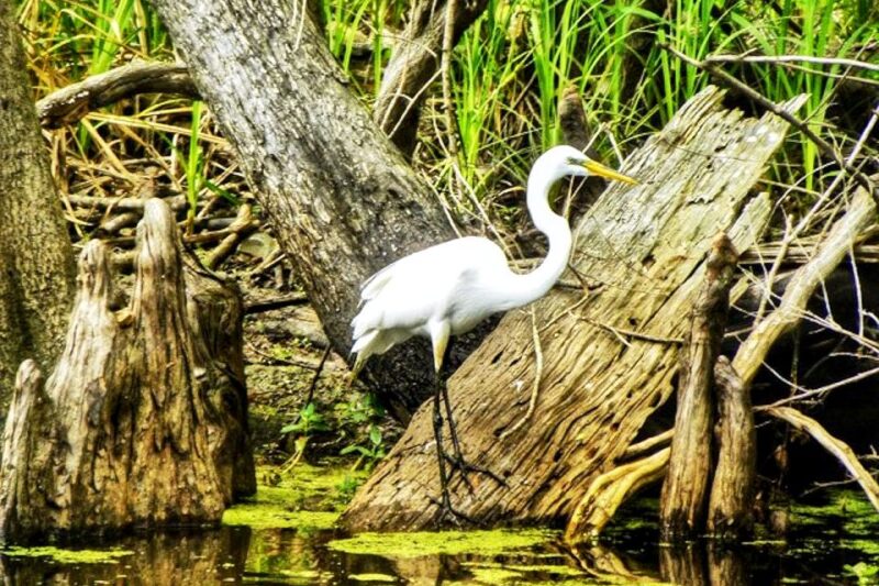 New Orleans: Swamp Boat Ride and Historic Plantation Tour - An Overview of the Tour Experience