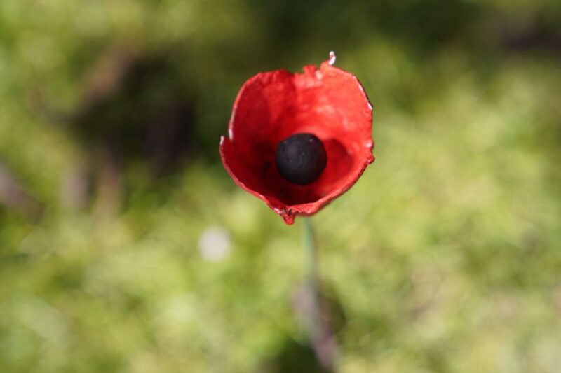 Normandy D-Day Beaches Private Canadian Sector from Caen - Final Thoughts