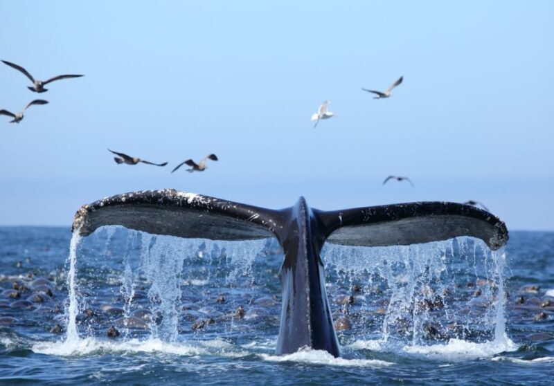 Oahu: Honolulu Whale Watching Cruise - The Pros and Cons