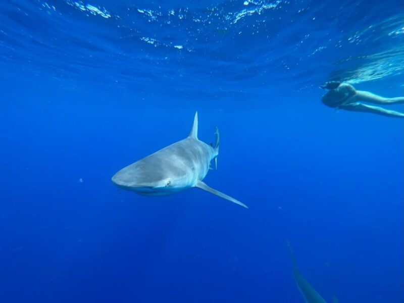 Oahu: North Shore Cageless Shark Snorkeling Tour - An In-Depth Look at the North Shore Cageless Shark Snorkeling Tour