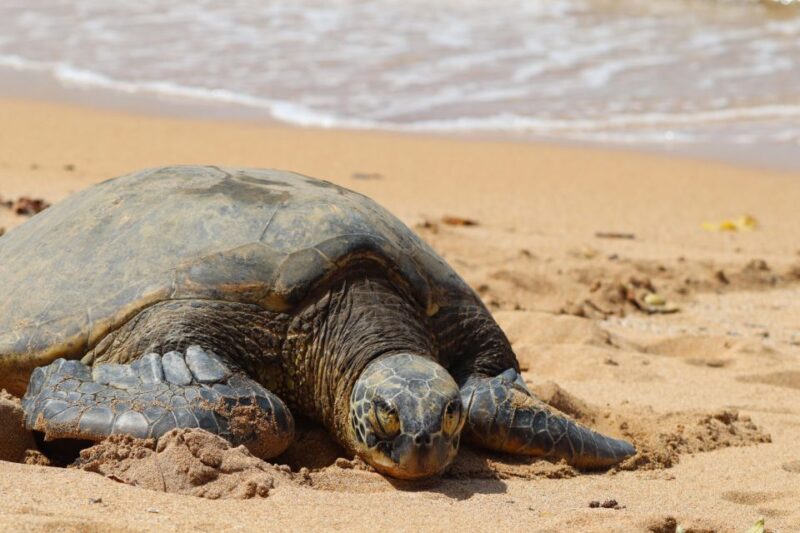 Oahu: Oahu Ultimate Grand Circle Island Tour - Who Would Love This Tour?