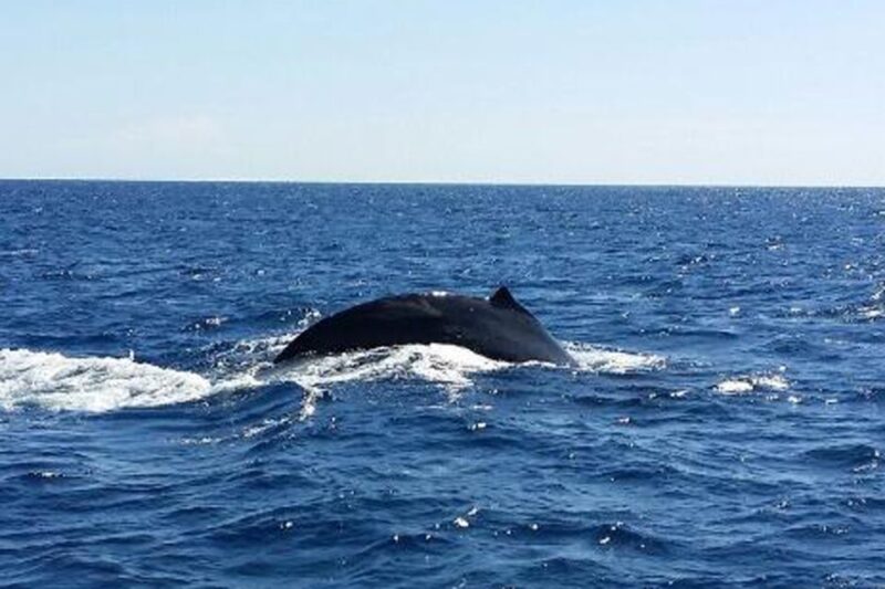 Oahu: Whale Watching Afternoon Sailing Cruise - Whale Watching: What to Expect
