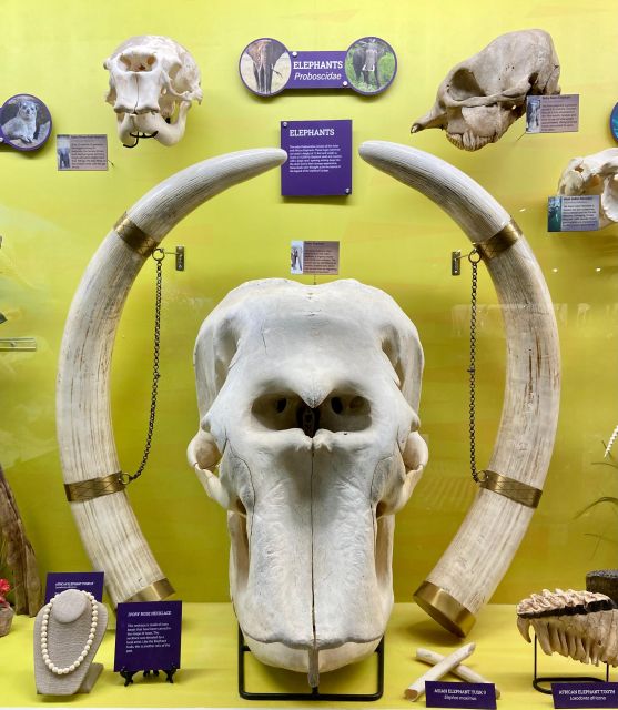 Oklahoma City: SKELETONS: Museum of Osteology Ticket - A Closer Look at the Experience