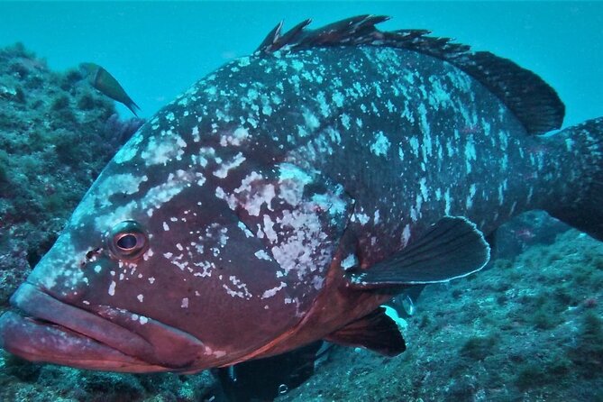 Open Water Diver Course SSI or PADI - Why This Tour Offers Good Value