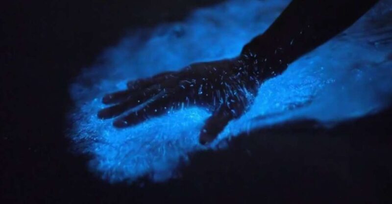 Orlando: Bioluminescence Kayak Adventure - What to Expect from the Tour