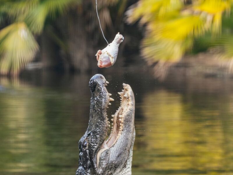 Orlando: Drive-Thru Safari Park at Wild Florida - A Self-Guided, Flexible Adventure