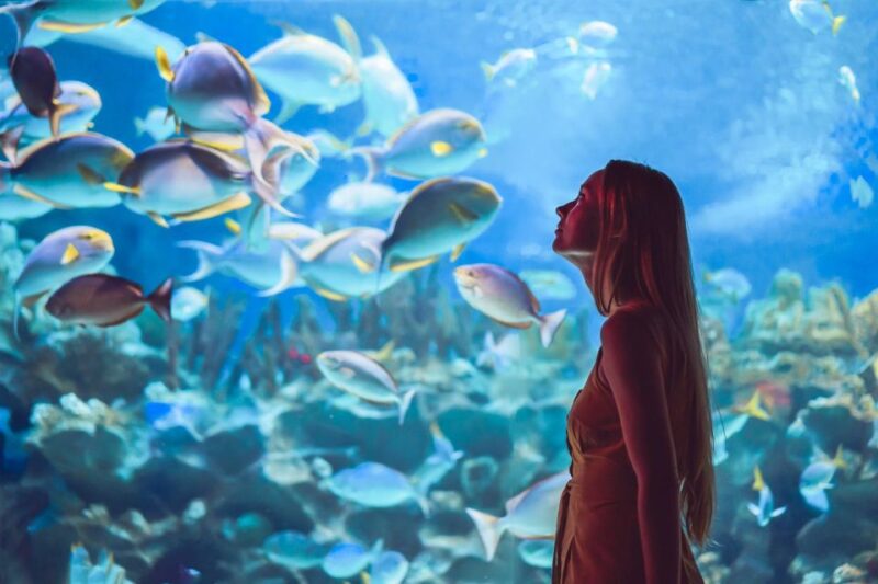 Orlando: SEA LIFE Orlando Aquarium - The Itinerary: What to Expect During Your Visit