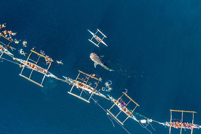Oslob Whale Shark Group Tour with Sumilon Island & Tumalog Falls - What the Price Gets You and Its Value