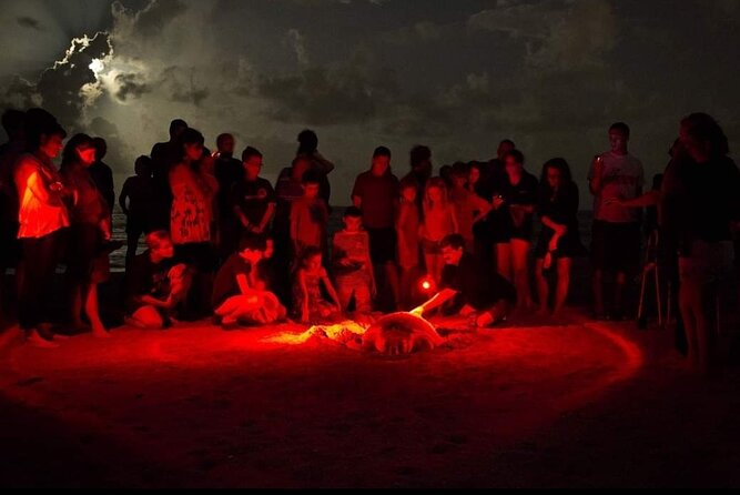 Paradise Turtle Watching Tours - Why This Tour Is Worth It