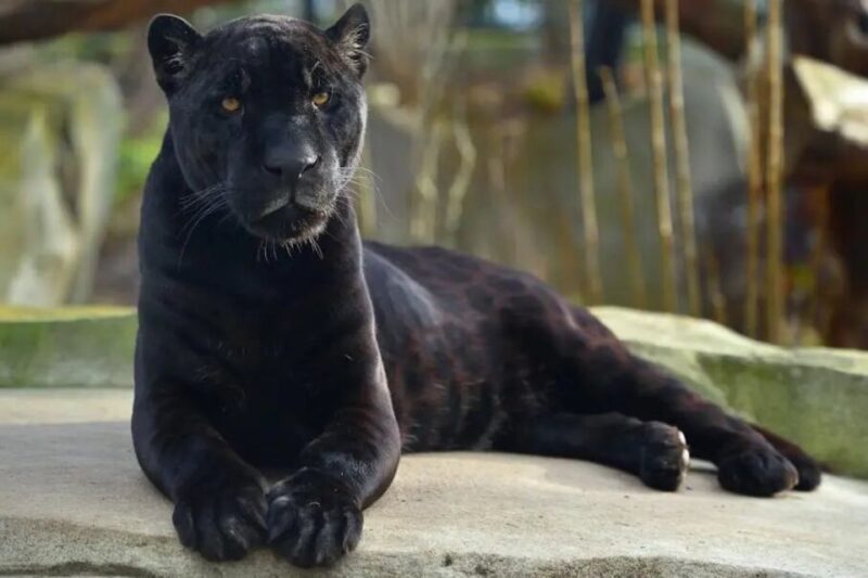 Paris: Paris Zoological Park Entrance Ticket - Final Thoughts: Who Will Love This Zoo?
