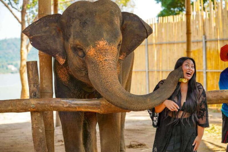 Phuket: Meet Feed & Relax with Elephant - Reflecting on the Reviews