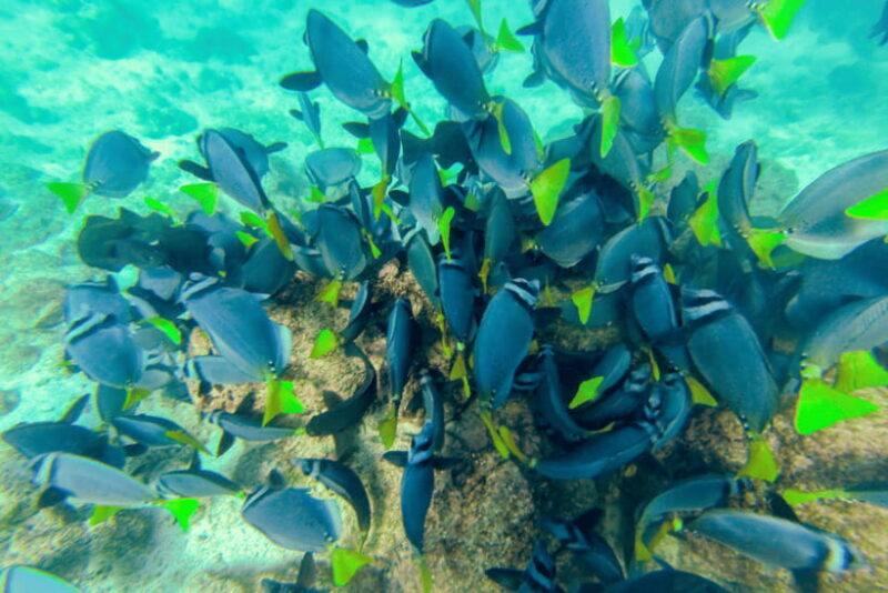 Phuket: Racha and Coral Islands Speedboat Trip with Lunch - What Travelers Say