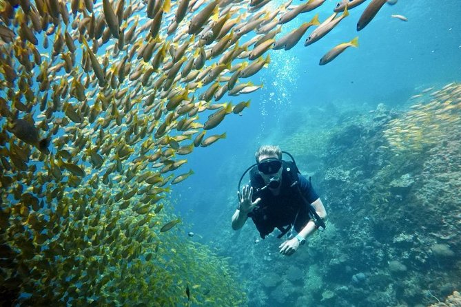 Premium Guided Scuba Diving Day Trip for Certified Divers - Group Size, Timing, and Logistics