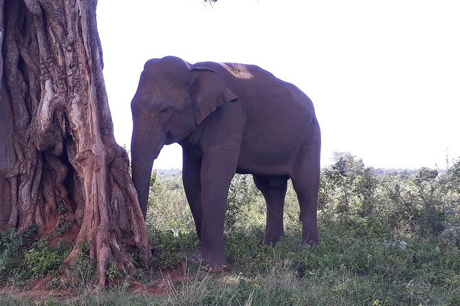 Private 2-Day Trip To Mirissa Beach And Yala From Colombo - Why This Tour Provides Good Value
