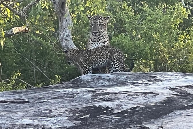 Private Day Tour in Yala National Park with Lunch - The Itinerary: What to Expect from the Day