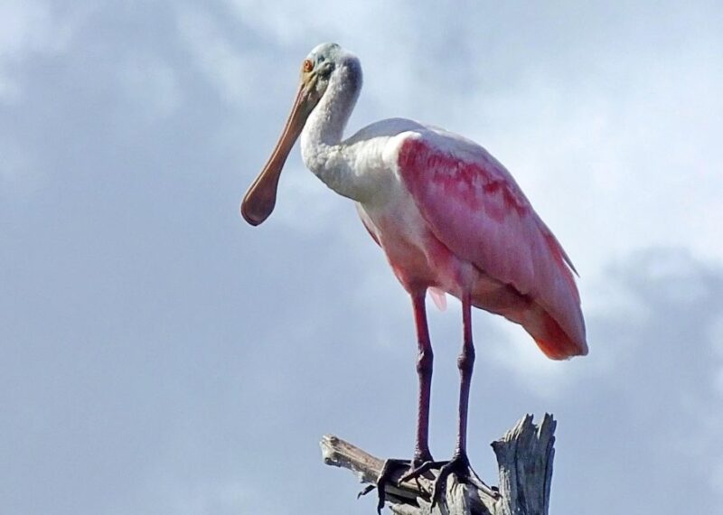 Private dolphin tours in the amazing Savannah Marsh - Itinerary Breakdown: What to Expect