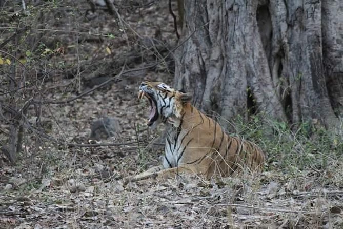Private Full Day Trip to Ranthambore - FAQs