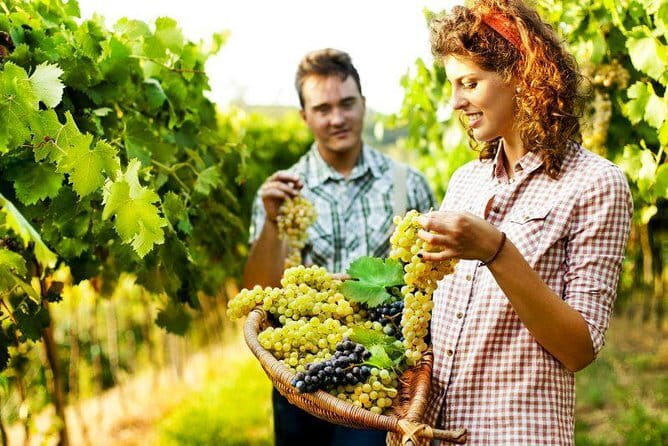 Private Grape stomping in Chianti from Florence - The Included Meal and Tasting Experience