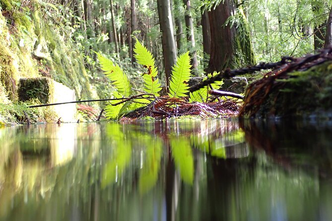 Private hike along the Levada - Pricing and Value