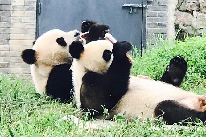 Private Panda Tour with Cooking Class One-day Trip - The Value Proposition