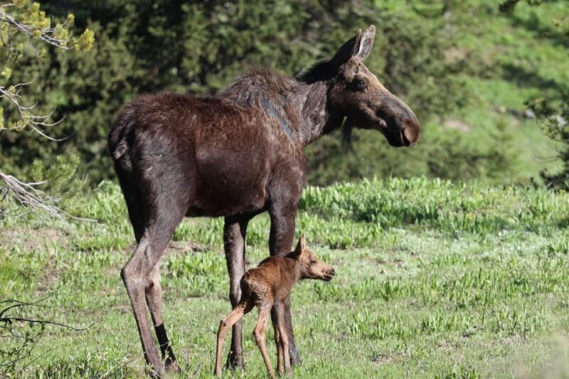 Private Sunset Safari of Grand Teton National Park - Final Thoughts