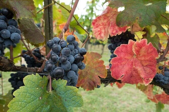 Private Tour: Chianti Winery, Montefioralle, and Greve in Chianti - The Itinerary: Exploring Two Historic Towns