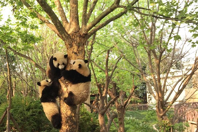Private Tour of Chengdu Panda Center and Leshan Giant Buddha - The Leshan Giant Buddha: A Monumental Treasure