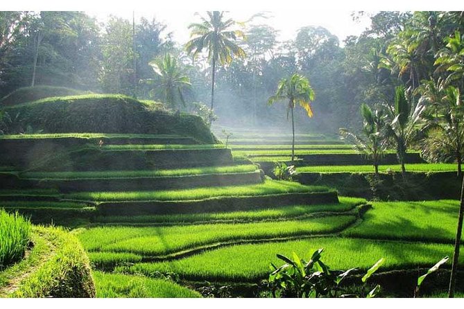 Private Tour:Kintamani Volcano Tour With Entrance Ticket & Hotel Transfer - Who Will Love This Tour?