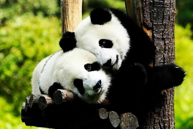 Private Zhujiajiao Water Town Tour with Shanghai Zoo and Panda - Final Thoughts: Is It Worth It?