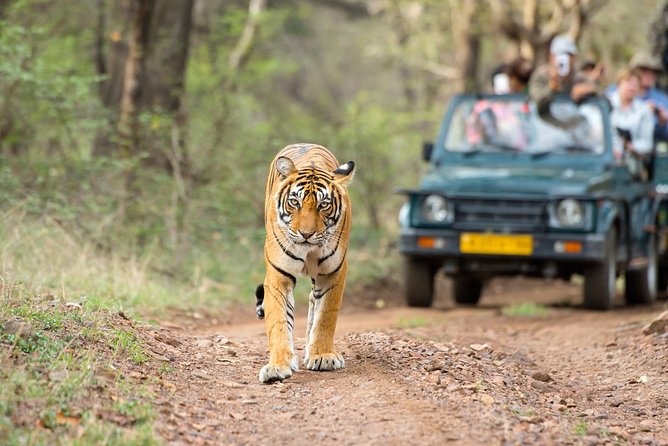 Ranthambore Tiger Safari In Gypsy 6 Seater All Inclusive visits - Who Should Consider This Safari?