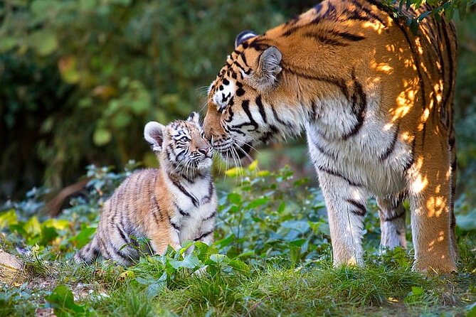 Ranthambore Tiger Safari Tour from Delhi with All Meals - Authenticity and Experience Insights