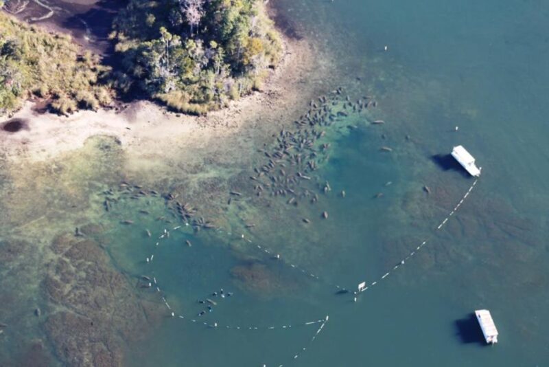 River Cruise with Manatee Viewing - Who Will Love This Tour?