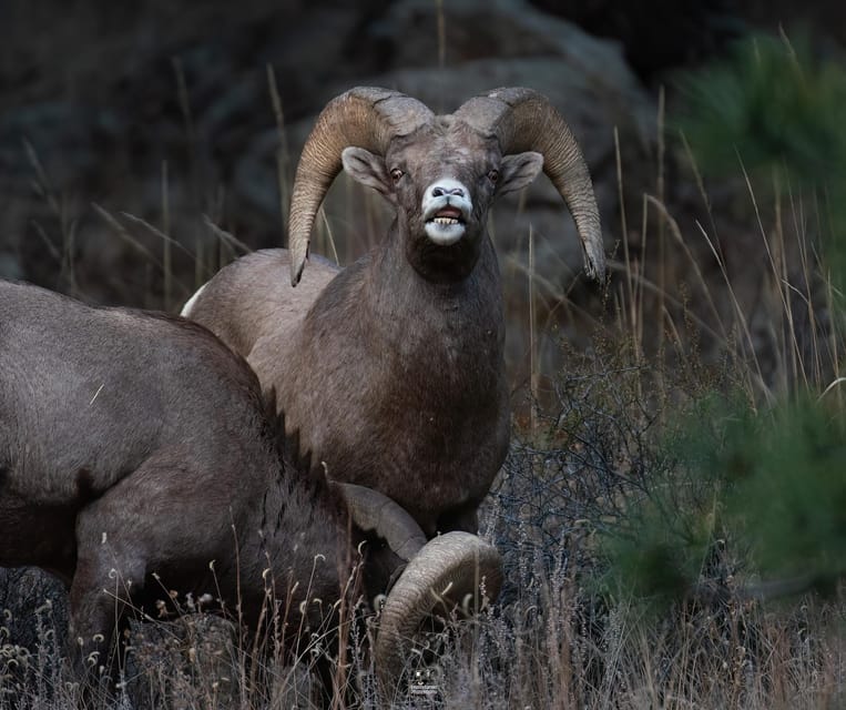 Rocky Mountain National Park: Private Wildlife Hiking Tour - Breaking Down the Itinerary