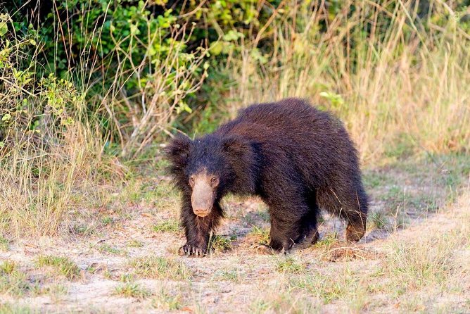Safari at Wilpattu National Park from Negombo (All inclusive day tour) - What Real Travelers Say